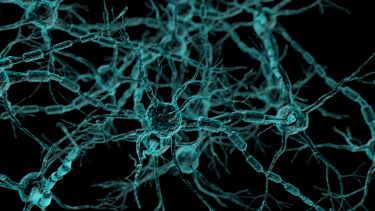 Neuroscience Institute | The University of Sheffield