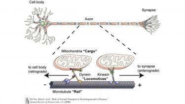 Dr Kurt De Vos | Medical School | The University of Sheffield