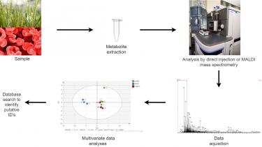 Metabolomics strategies | Faculty of Science Mass Spectrometry Centre ...