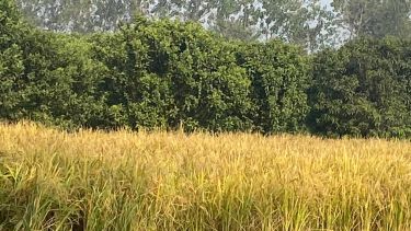 Feeding the world with climate-resilient crops | Research | The ...