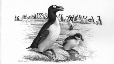 Long-standing mystery of extinct Great Auk’s chicks solved | News | The ...