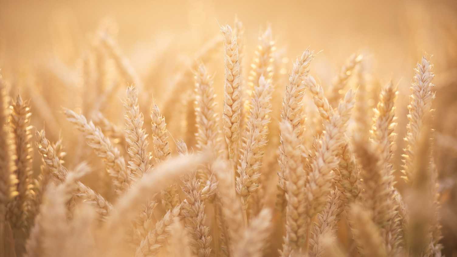 Scientists develop climate-ready wheat that can survive drought ...