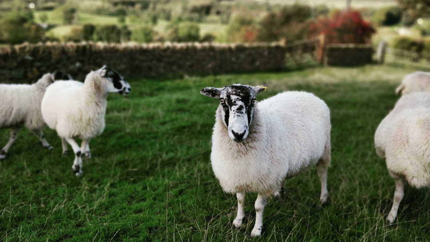 Sheep farmers could profit by shifting to forest, research shows ...