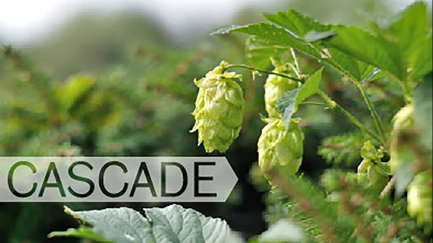 CASCADE in 2019 | CASCADE | The University of Sheffield