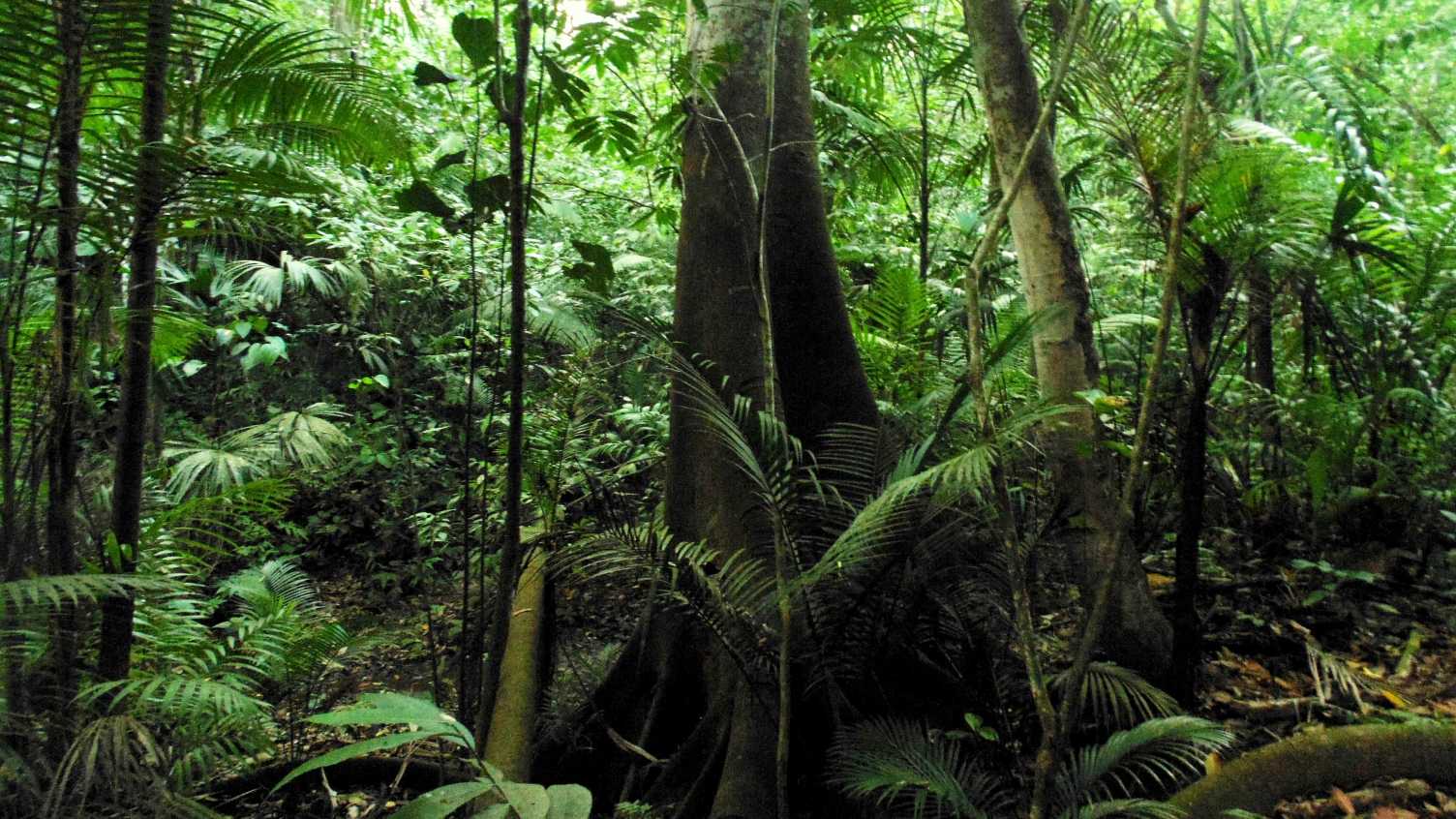 Legume trees support tropical forest growth by releasing nutrients from ...
