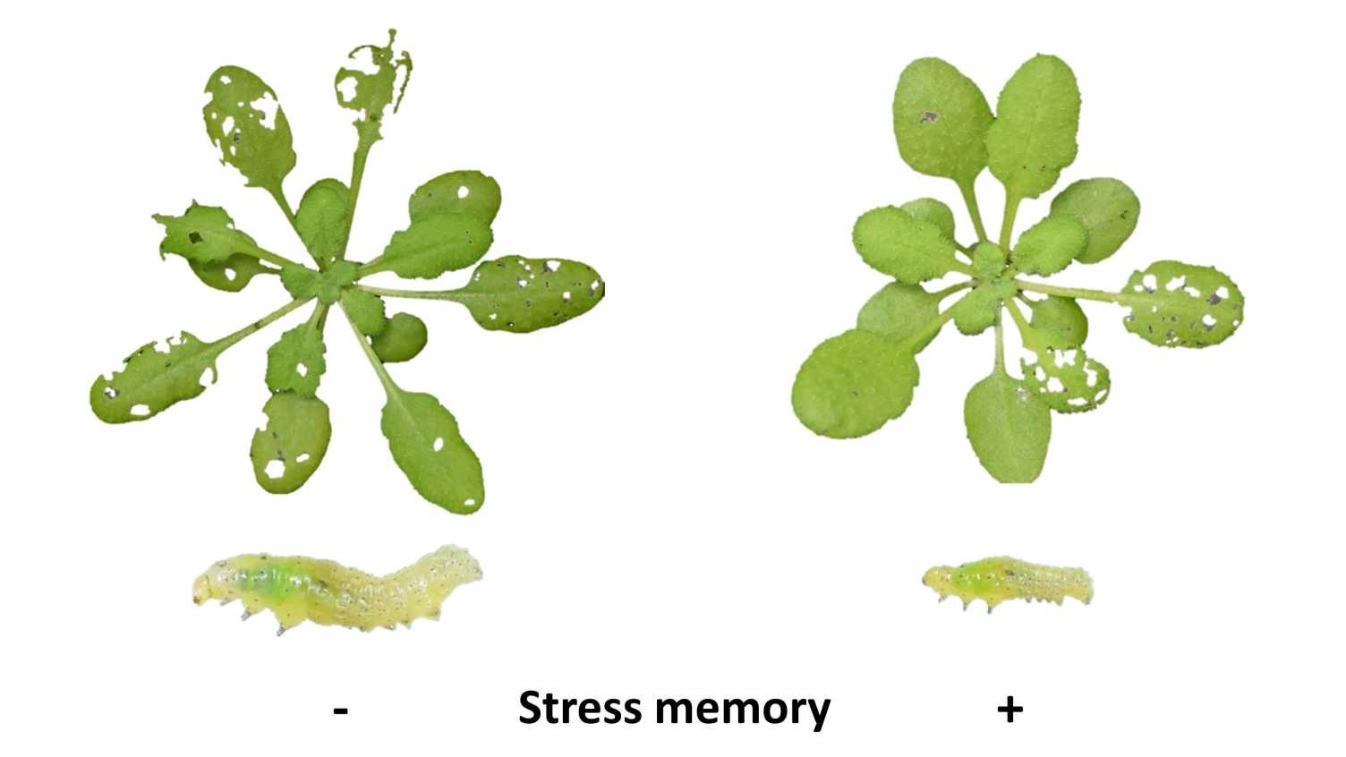 Plants' stress memory may boost crops' disease resistance | Mirage News